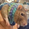 Rat Sweater Cozy Sweater Pet Sweater Red Heart Yarn New Colors Updated ...