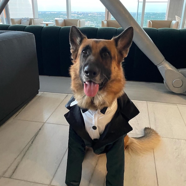 Dog Outfit, Designer Dog Clothes, Dog Wedding Attire,dog Ring Bearer ...