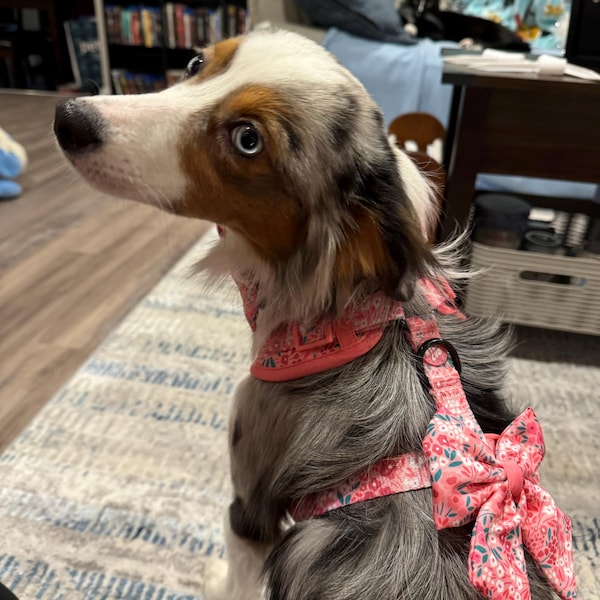 Adjustable Dog Harness for Extra Small Puppies to Large Dogs ...