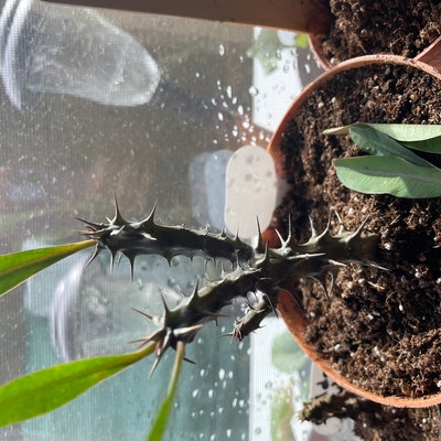 Star Apple Purple Caimito Milk Fruit. Grafted Tree - Etsy