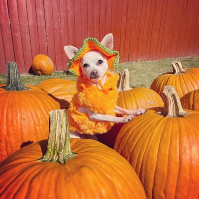 Crochet Blueberry Pet Cat Bucket Hat - Etsy