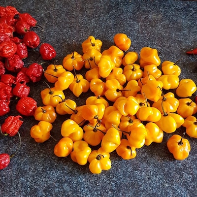 Trinidad Moruga Scorpion Pepper Dried Pods 15 Pods - Etsy