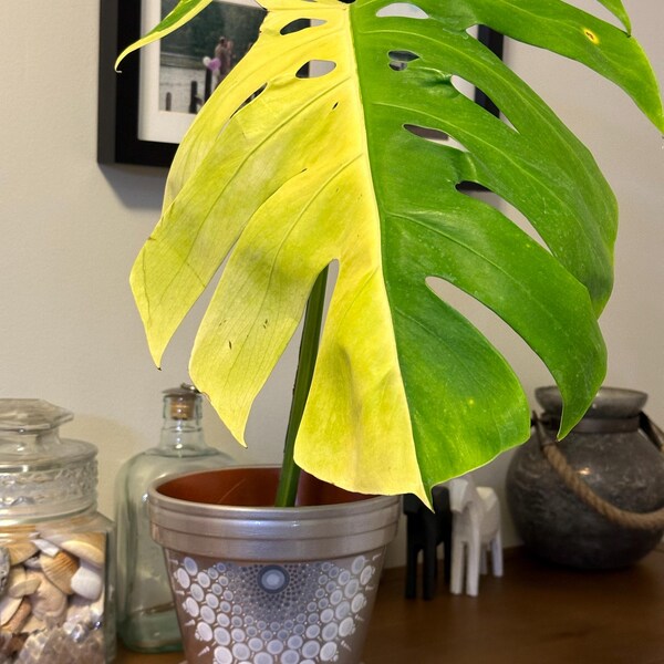 Monstera Deliciosa Cuttings Low Light Houseplant Monstera Plant indoor ...