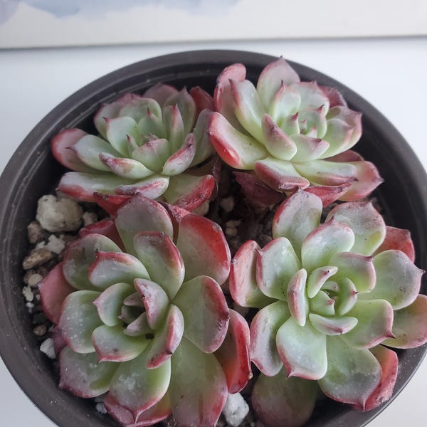 Graptopetalum Ellen Variegated-succulent - Etsy