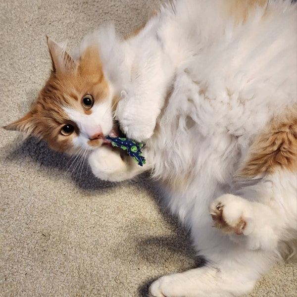 6 Pack Catnip Fish Toys - Fish Catnip Toys - Six Organic Catnip Toys ...