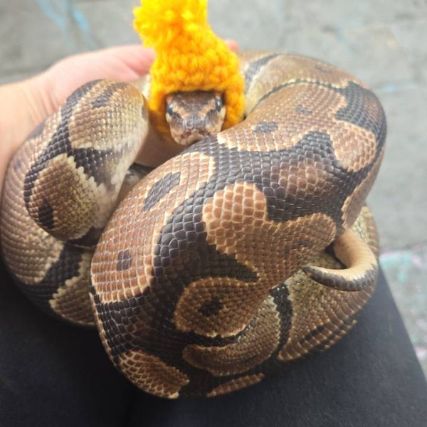 Snake Hat Pattern, Ball Python Hat, Crochet Snake Hat Pattern, Beginner ...