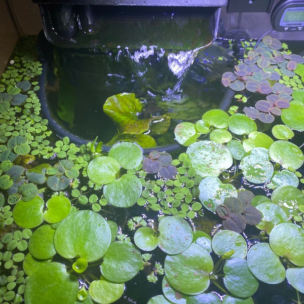 Floating Plant Corral Self Leveling + Free Mystery Plant - Etsy