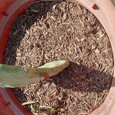 Dae-pa Korean Large Green Onion Seeds 韓國大蔥 100 Seeds - Etsy