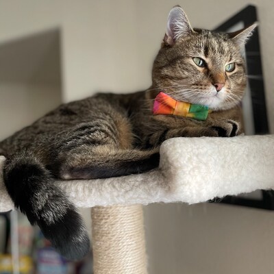 Pico De Gato 1oz Resealable Package of Super Potent Catnip 16100 - Etsy