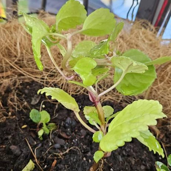 Peace Dove Tree Topper Gold Olive Branch Gift Idea Sale Metal Wall ...