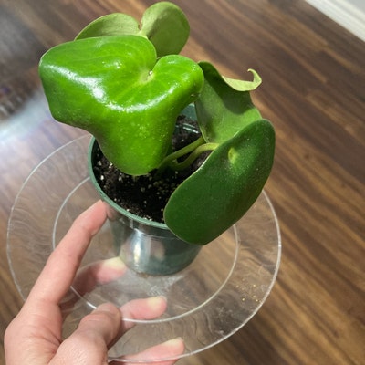 Peperomia Polybotrya Peperomia Raindrop Live Plant Rare - Etsy