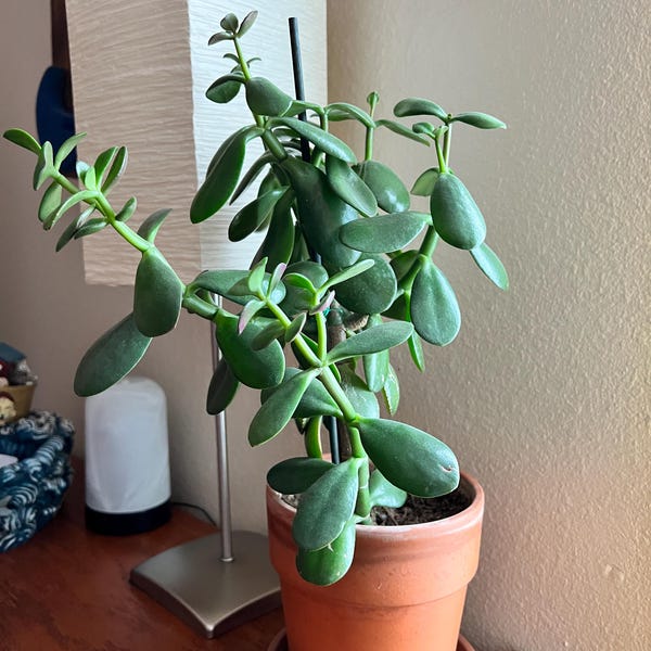 78 Cute Farm Clipart Bundle, Happy Farm Animals, Watercolor Digital ...