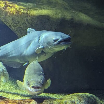 Gun Rights ARE Minority Rights Flag Decal/sticker Color - Etsy