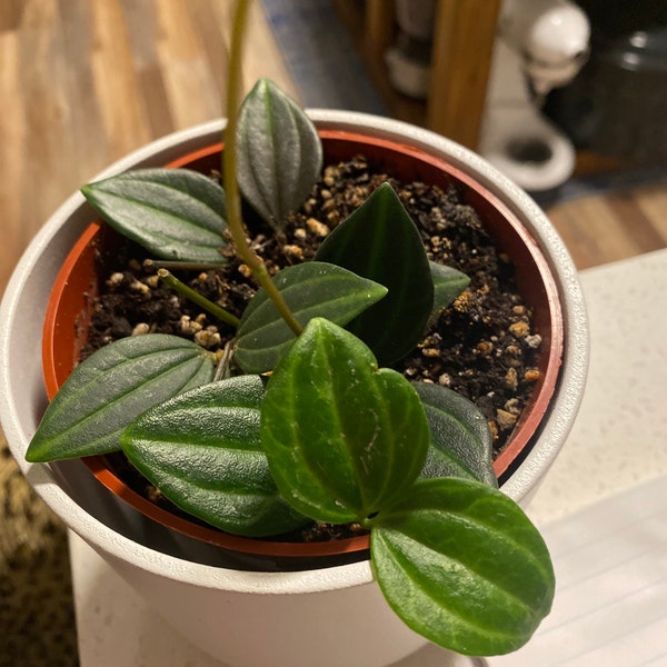 Rare Varigated String of Pearls | String of Hearts | String of Spades ...