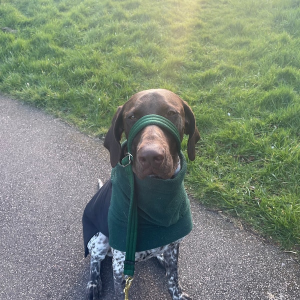 Pow Graffiti Dog Bandana Collars Leads Harnesses and More Fully ...