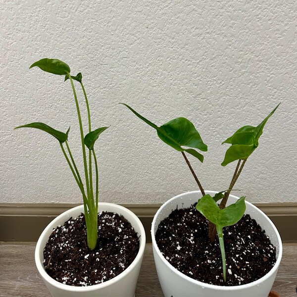 Alocasia “tiny Dancer” Starter Plant (ALL STARTER PLANTS Require You to ...