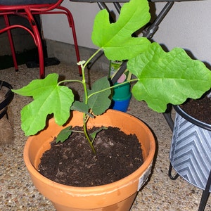 Fignomenal Fig Tree 6 to 8 Inch Dwarf Fig Tree ficus Carica Live ...