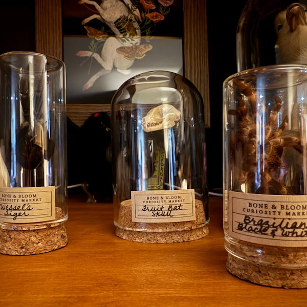 Real Moose Pellet in Glass Vial, Moose Poop, Animal Dung, Weird Gift ...