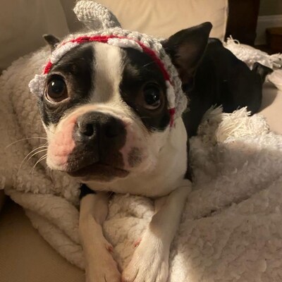 Crochet Frog Dog Hat Frog Pug Hat Hats for Dogs Hats for Pugs Crochet ...