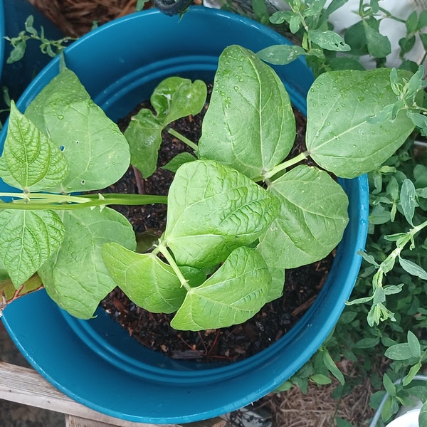 Rattlesnake Pole Bean Seeds - Etsy