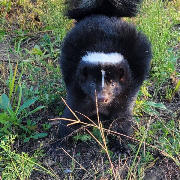 Funny Skunk Sign Novelty Sign Skunk Warning Sign Funny Yard Sign Skunk ...