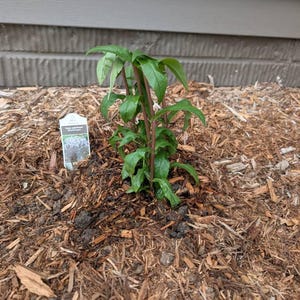 CLEMATIS 'EDDA'. Plant. Perennial. - Etsy