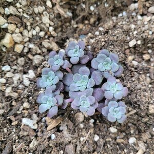 Cape Blanco Sedum Stonecrop mini Rosettes - Etsy