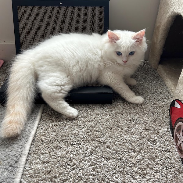 Kitty Laptop Cat Scratcher: Interactive Toy With Catnip Mouse ...