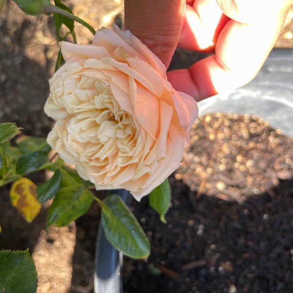 Masora マソラ 真宙 Japanese Rose Super Lovely Big Flowers Heat Resistance ...