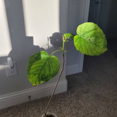 Flowerpotnursery Moonlight Fern Cretan Brake Fern Pteris Cretica Mayii ...