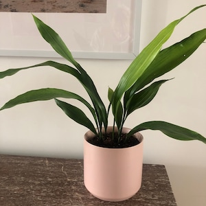 Variegated Tri Color Ginger Tropical Plan,t Red, Green, White, Garden ...