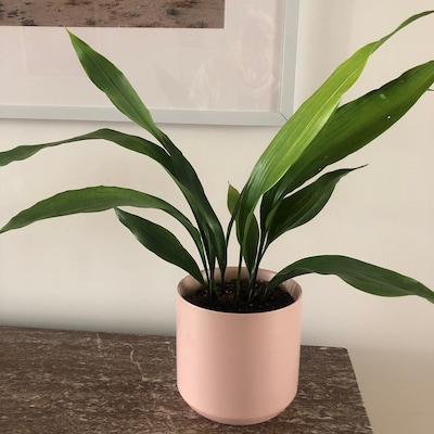 Variegated Tri Color Ginger Tropical Plan,t Red, Green, White, Garden ...