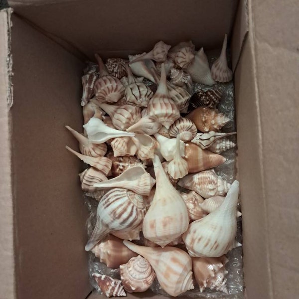 Shells Calico Scallops X-small / Seashells - Etsy