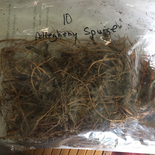 5 Pachysandra Procumbens Roots , Allegheny Spurge, Mountain Spurge - Etsy