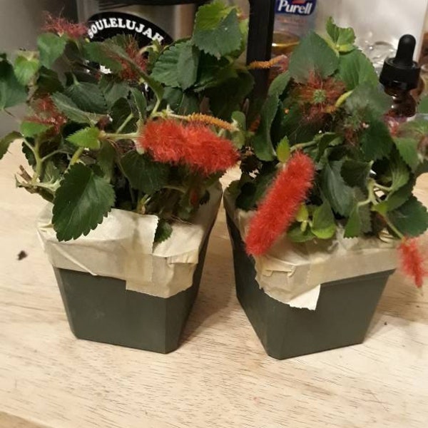 Strawberry Firetails, Also Known as Trailing Chenille Plant - Etsy