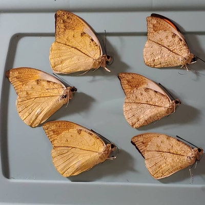 Real Vampire Butterfly Atrophaneura Semperi for Collection - Etsy