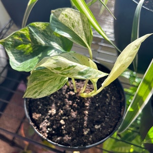 Snow Queen Pothos Single Starter Plant in a 1.5 Pot Epipremnum Aureum ...