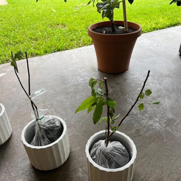 Chinese Chestnut Tree, Potted, 中华板栗树苗甘栗 - Etsy