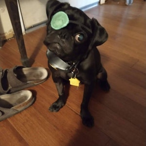 Custom Eye Patch for Dogs or Cats 100 % Cotton/ No Felt | Etsy