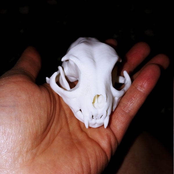 Domestic Cat Skull • Replica Animal Skull • 3D Printed - Etsy