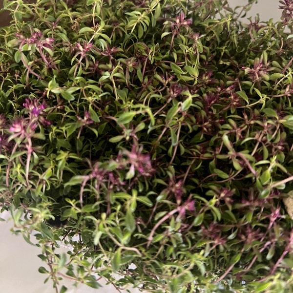 Red Creeping Thyme 6 PACK ( Thymus Praecox Coccineus ) • Flowering ...