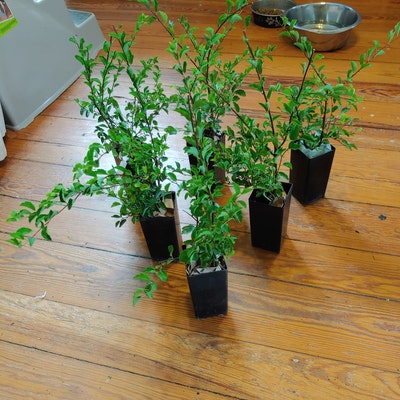 Chaenomeles Speciosa spitfire Flowering Quince Flowering Shrubs/plants ...