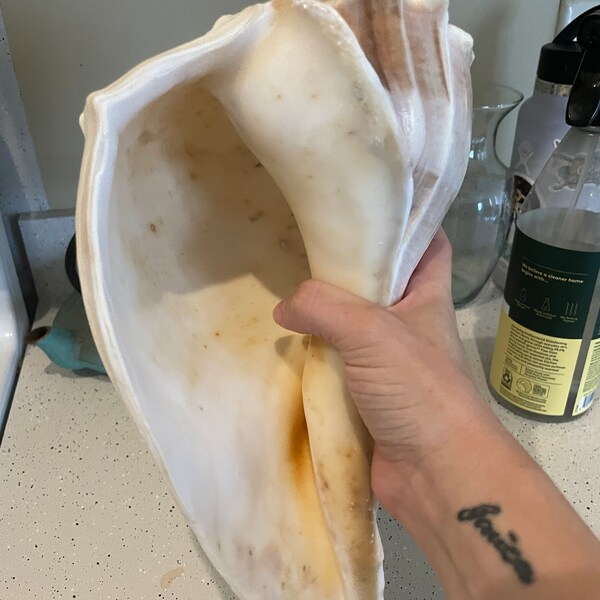 HUGE Vintage White Lightning Whelk Conch Seashell X-large 10-12" Shell ...