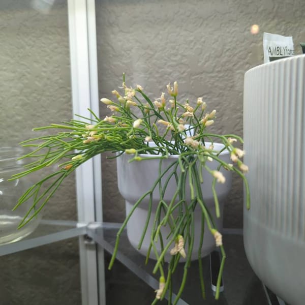 Rhipsalis Cereuscula, Rice Cactus, Coral Cactus Plants 4” Pot and 4 ...