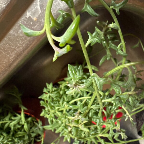 String of Dolphins | 4 Inch | Live Succulent Hanging Plant | Indoor ...