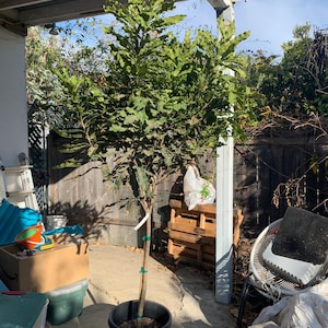 3-4 Feet Tall 'sweet Treat' Pluerry Semi-dwarf, Bare-root Fruit Tree ...