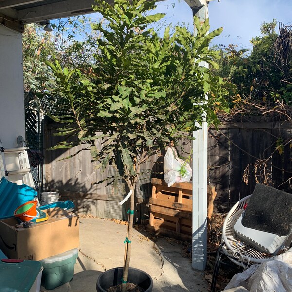 Tall Grafted 'giant Fuyu' Persimmon Tree - Fast Fruit Bearing - Rare ...