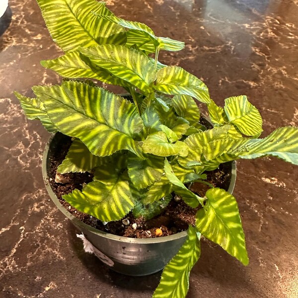 Striped Bamboo Fern Golden Zebra Plant - Live Plant - Rare Plant - 4 ...