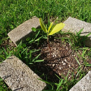 3 Dwarf Burning Bush Saplings BARE ROOT Hardy Shrub Privacy | Etsy