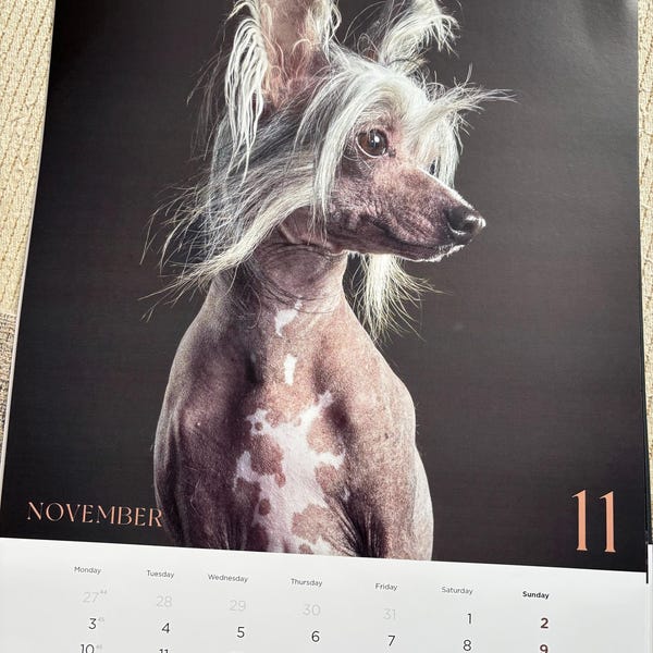 Xolo Calendar 2025, Xoloitzcuintle Gifts, Unique Dog Calendar, Hairless ...